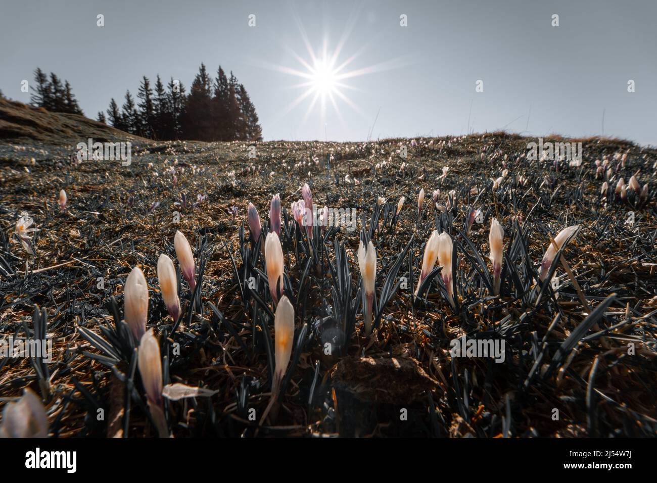 Amazing scenic view ov a spring landscape in the mountains with golden ...