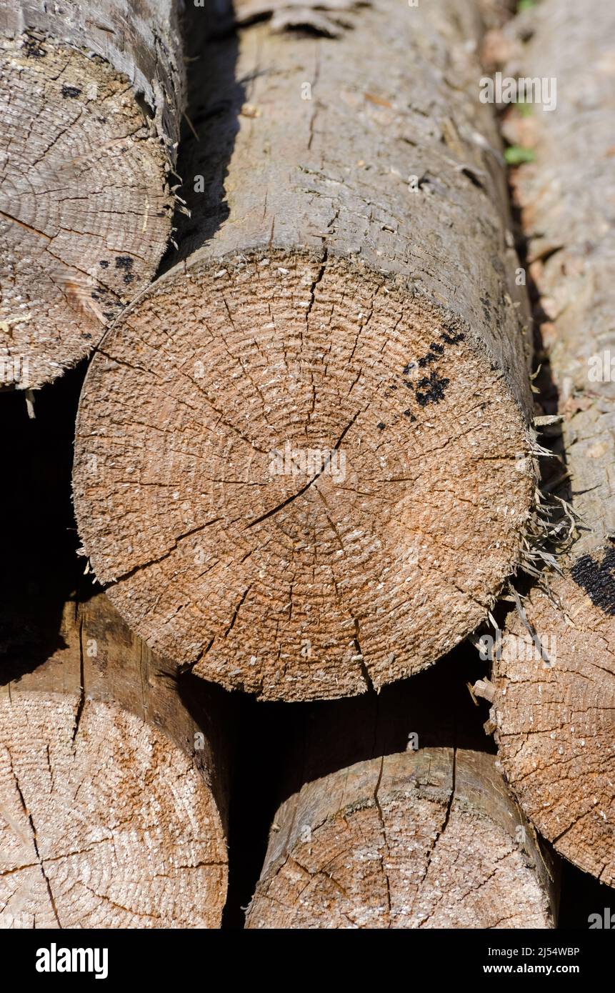 Cross fissures hi-res stock photography and images - Alamy