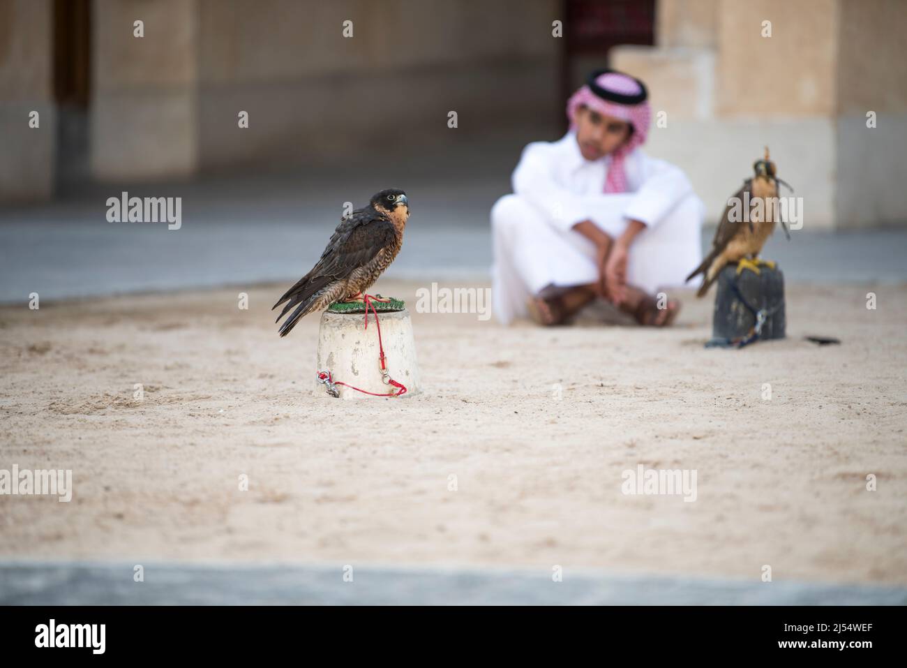 Doha ,Qatar-April 15,2022 : Qatari children with a falcon in the area ...