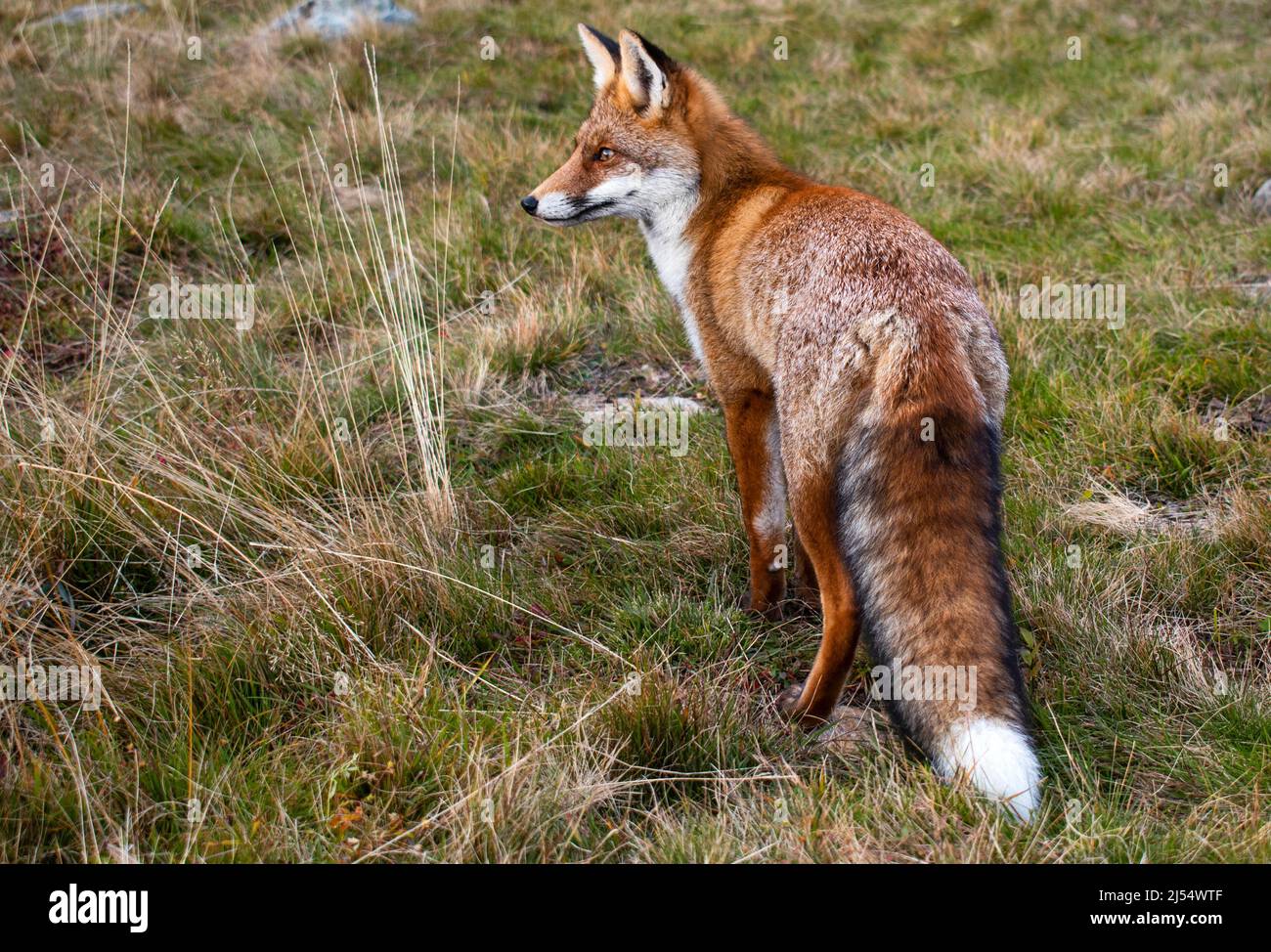 Volpe animale hi-res stock photography and images - Alamy