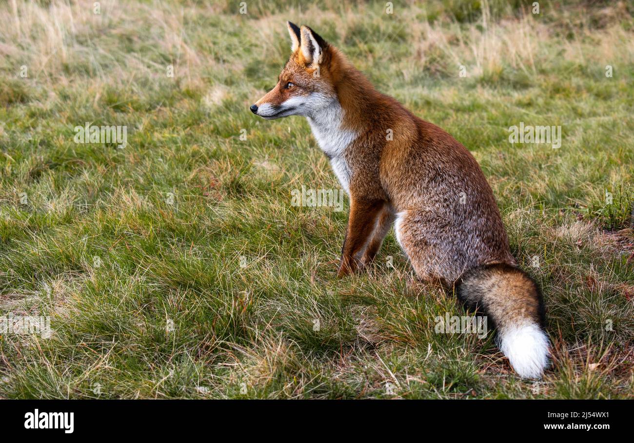 Volpe animale hi-res stock photography and images - Alamy