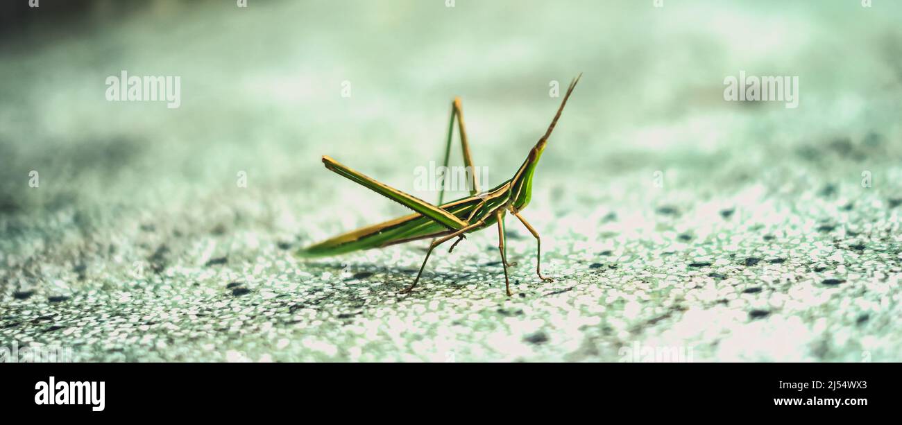 BANNER Nature beauty real photo MACRO close Cone-headed eastern long ...