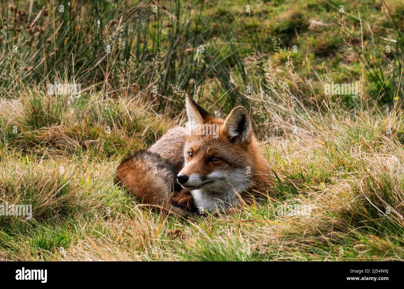 Animale selvatico hi-res stock photography and images - Alamy