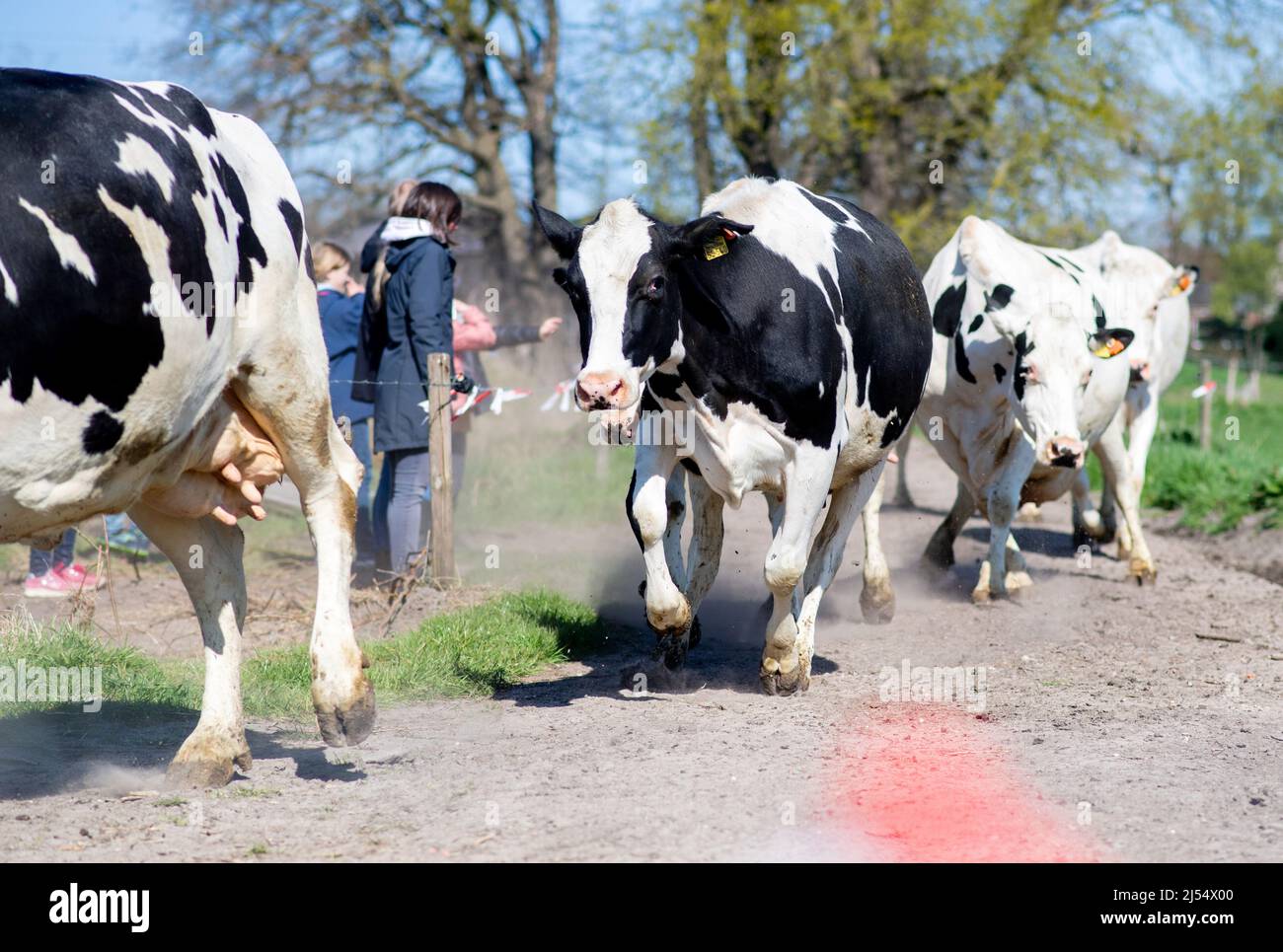 Oldenburg, Germany. 20th Apr, 2022. Numerous cows walk across a dirt ...