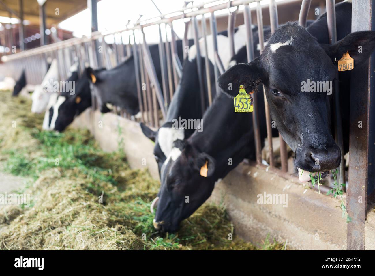 adult cows eating hay with grass on dairy farm Stock Photo - Alamy