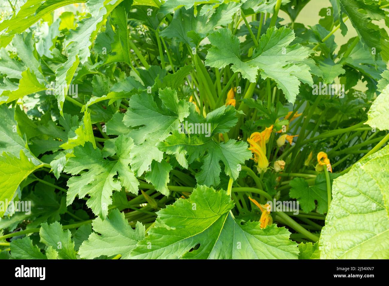 Medula vegetal hi-res stock photography and images - Alamy