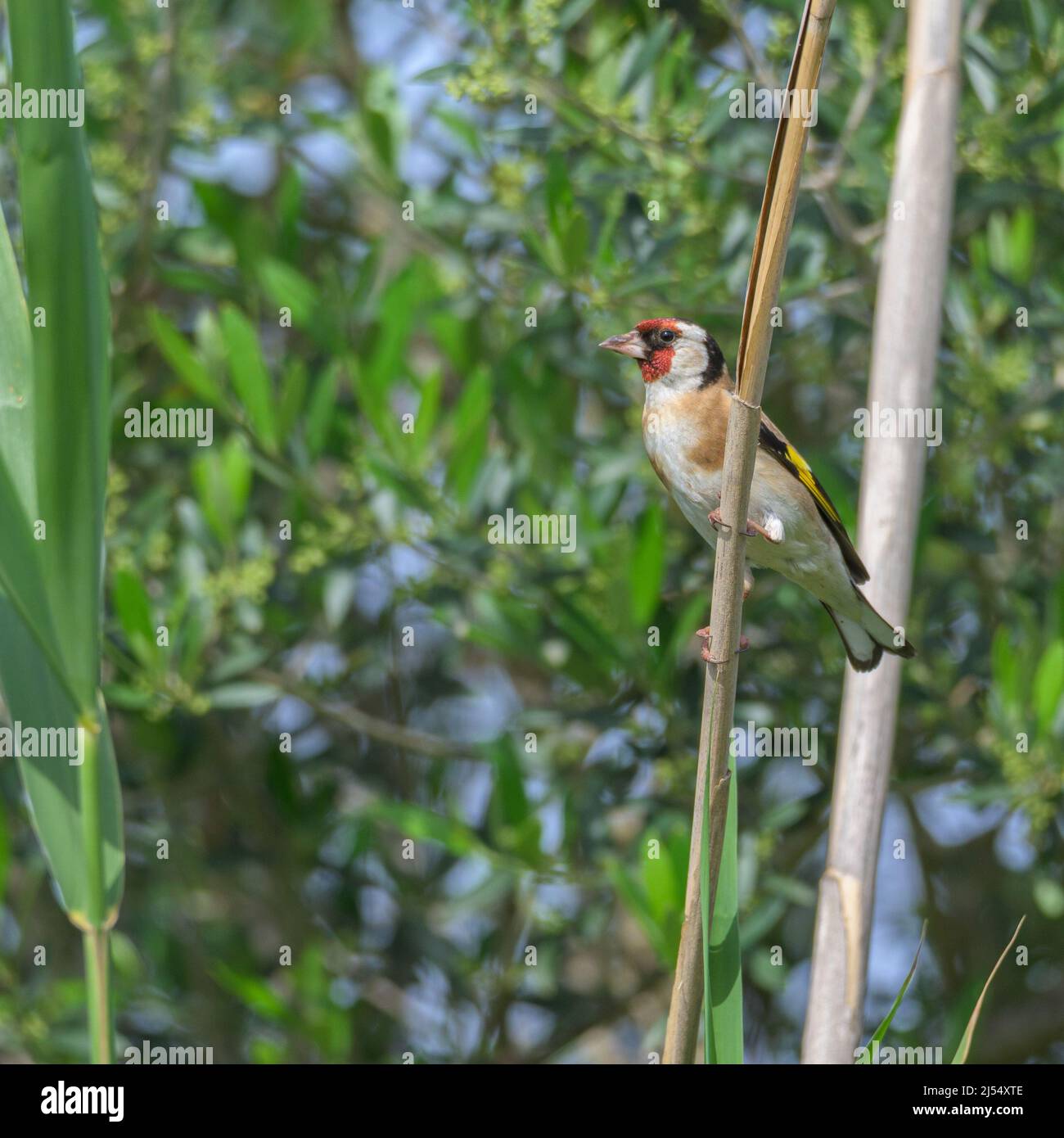 Goldfinch cut out hi-res stock photography and images - Alamy