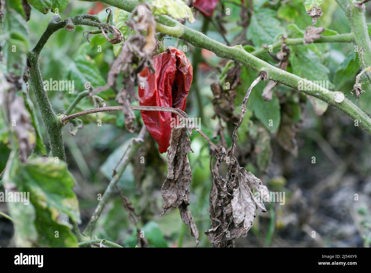 Slug in a tomato plant hi-res stock photography and images - Alamy