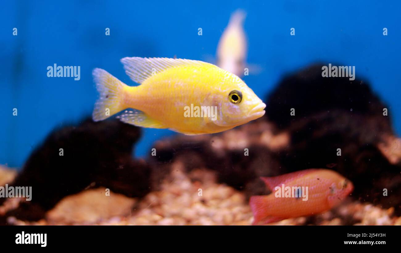 Yellow Freshwater Tropical Fish