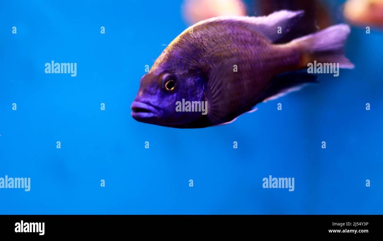 Blue zoo aquarium hi-res stock photography and images - Alamy