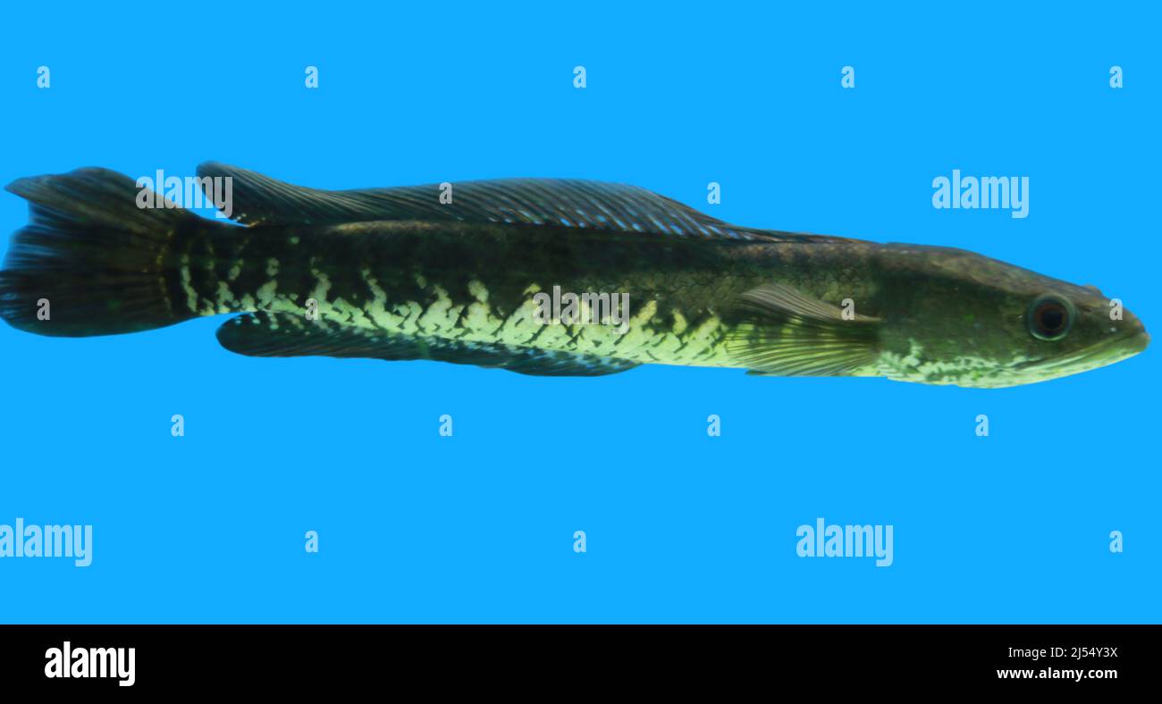 Snake head Murrel Fish aquarium fish Stock Photo - Alamy