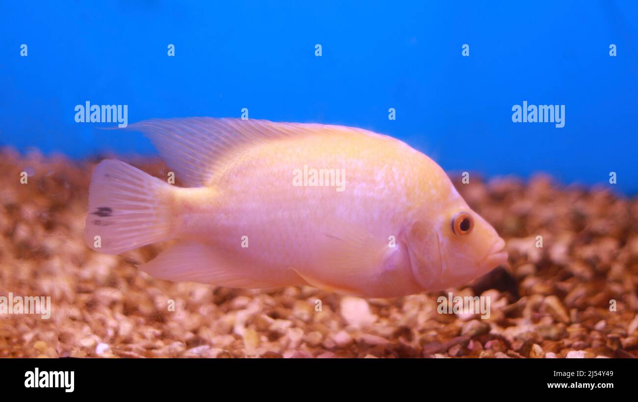 Live Fresh water pink color Fish Nature Aquariums Stock Photo - Alamy