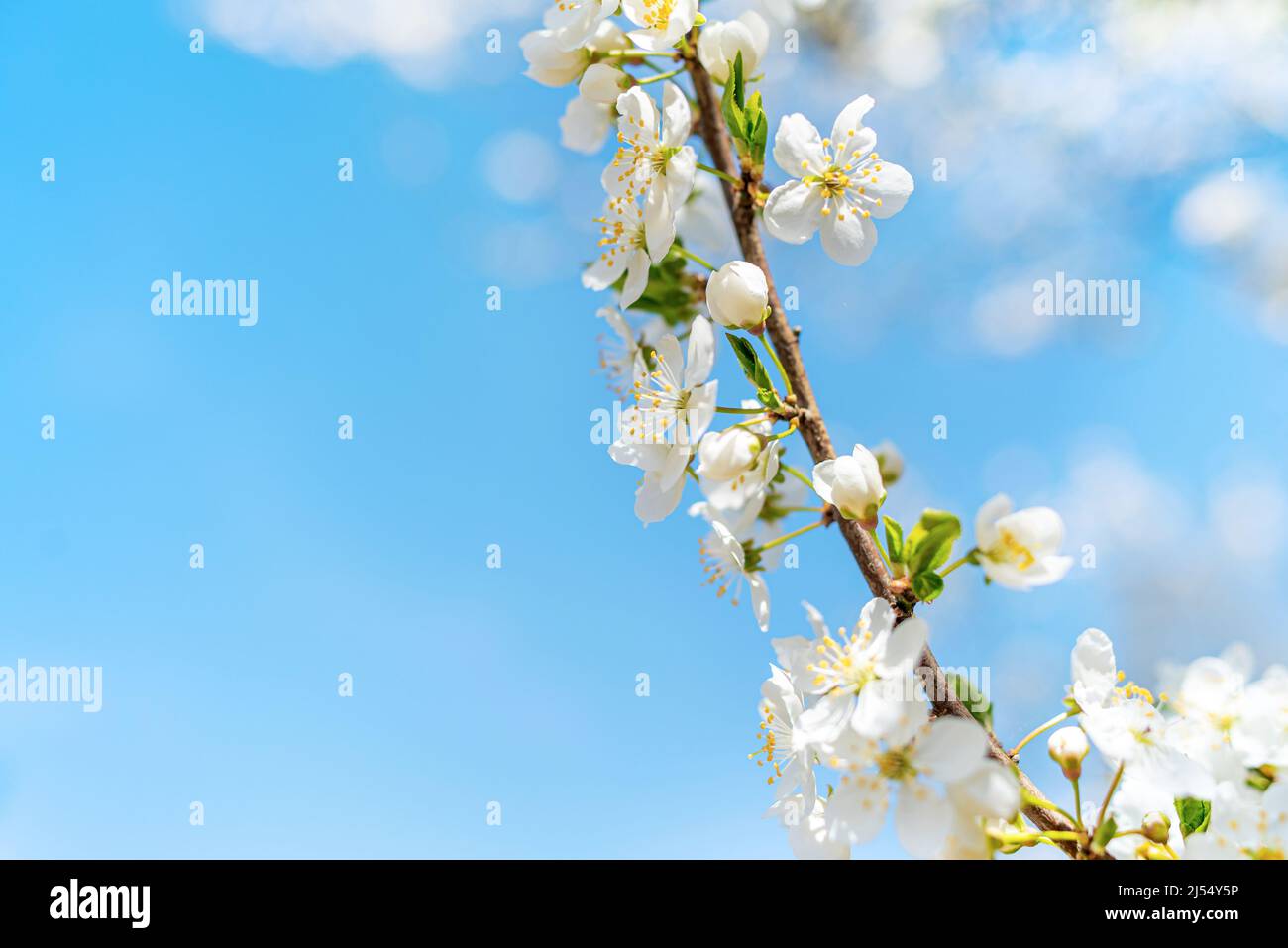 Beautiful flowers on tree nature hi-res stock photography and images ...