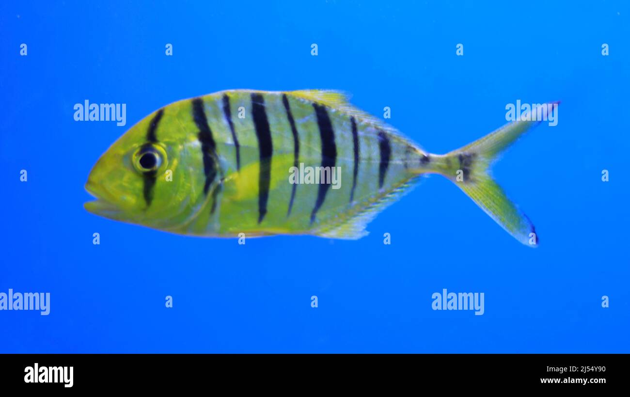Aquarium Fish Golden Jack Golden Trevally Stock Photo - Alamy