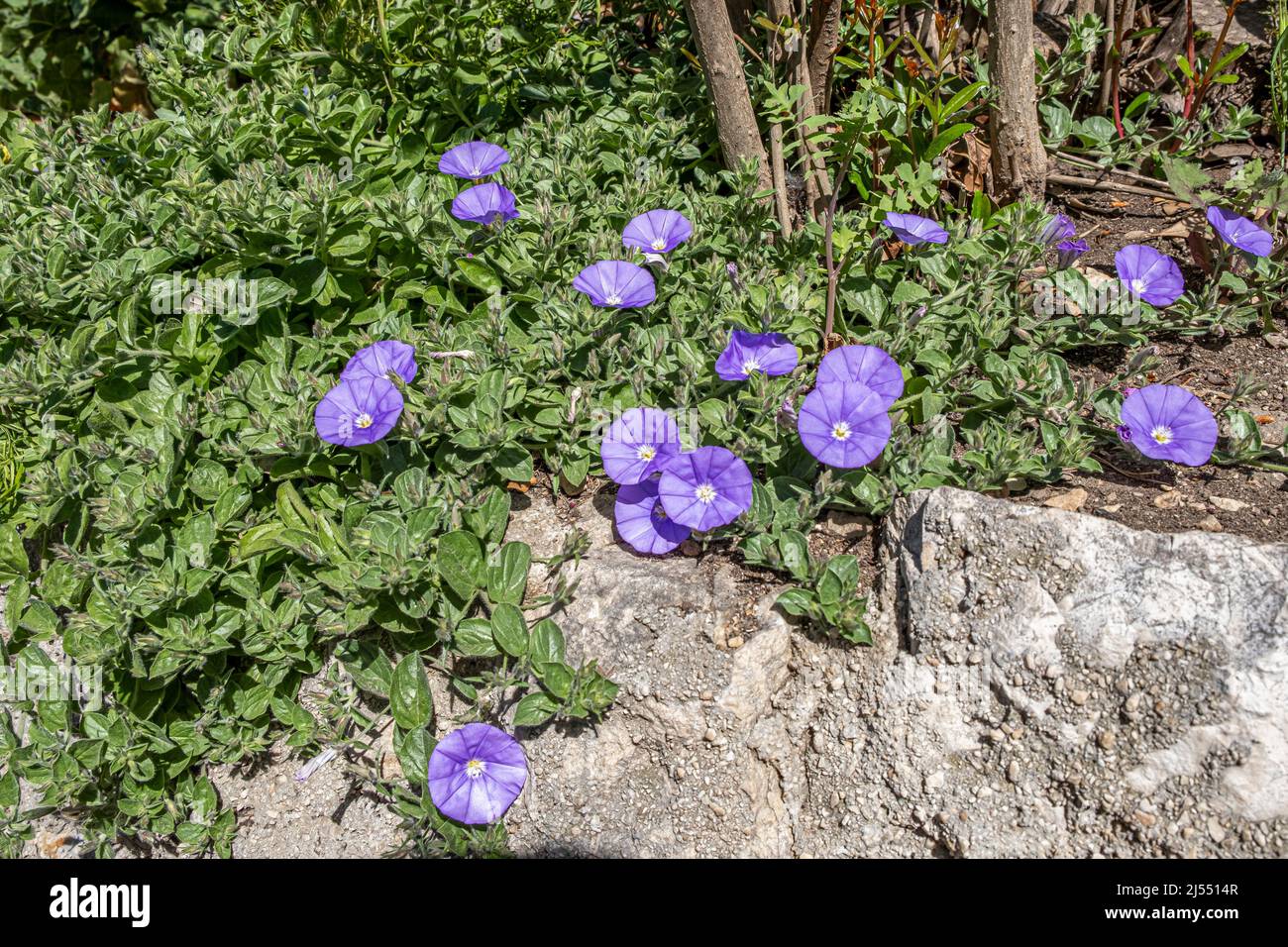 Feuilles de liseron hi-res stock photography and images - Alamy