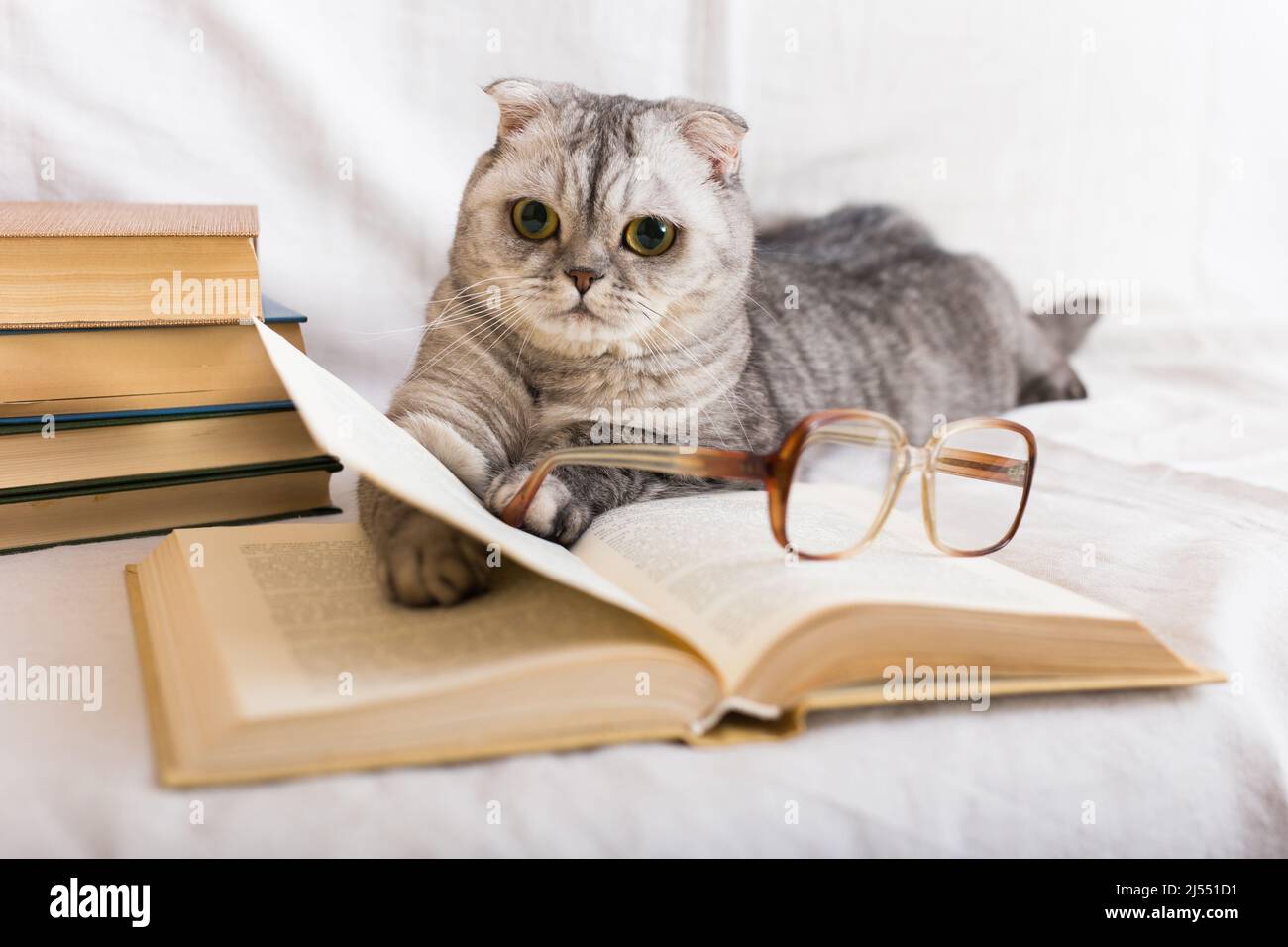 Lying gray cat hi-res stock photography and images - Alamy