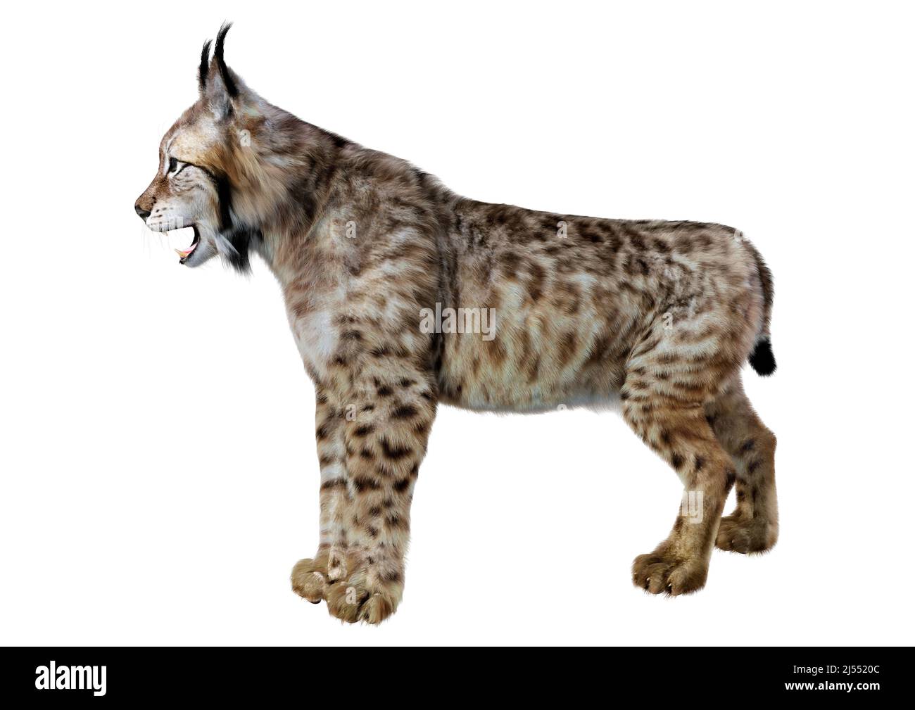 3D rendering of a wild animal lynx isolated on white background Stock ...