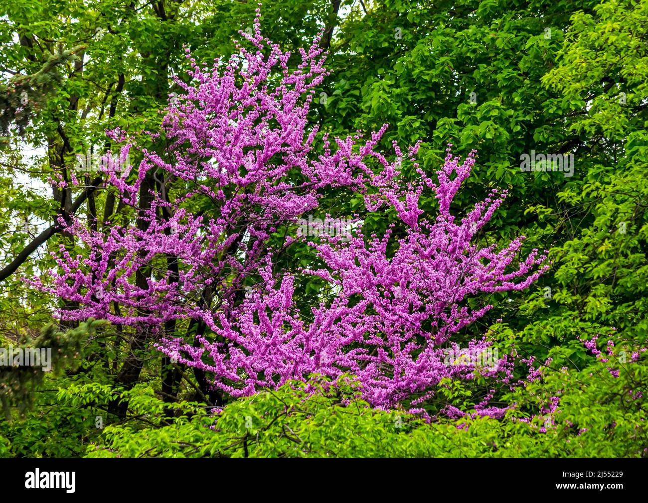 The Judean tree during the flowering period Stock Photo - Alamy