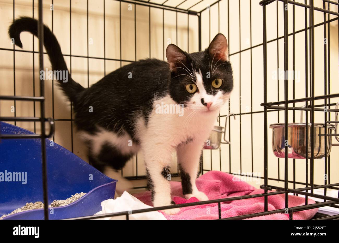 Grey with white beautiful cat isolated in bright background, sitting ...