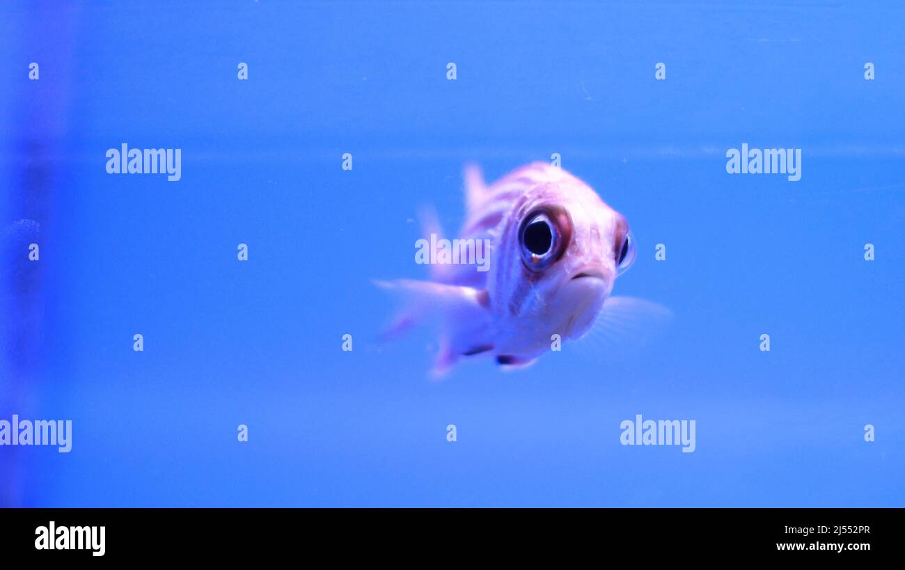 Beautiful aquarium freshwater hi-res stock photography and images - Alamy