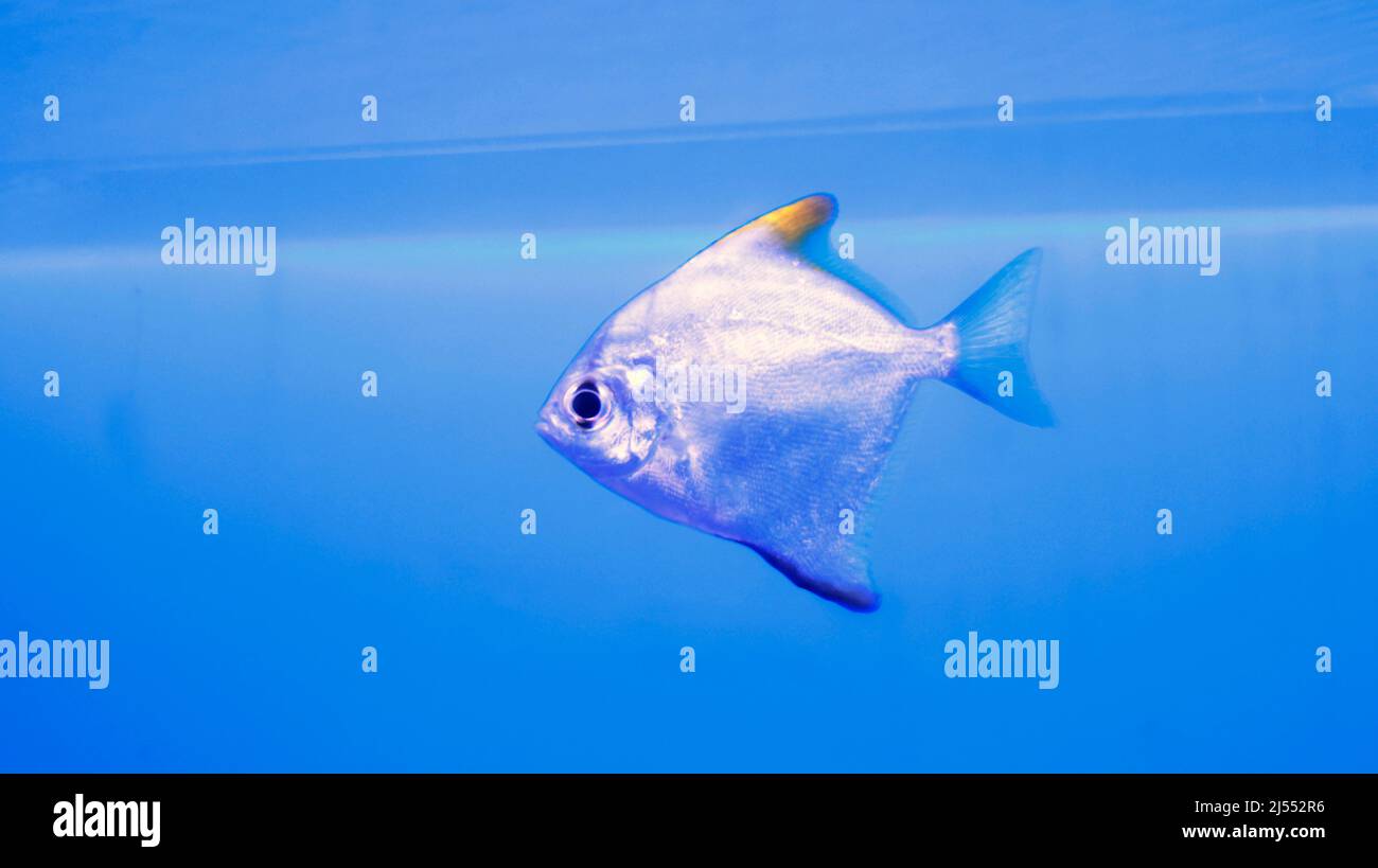 Aquarium fish silver white High Resolution Stock Photography and Images ...