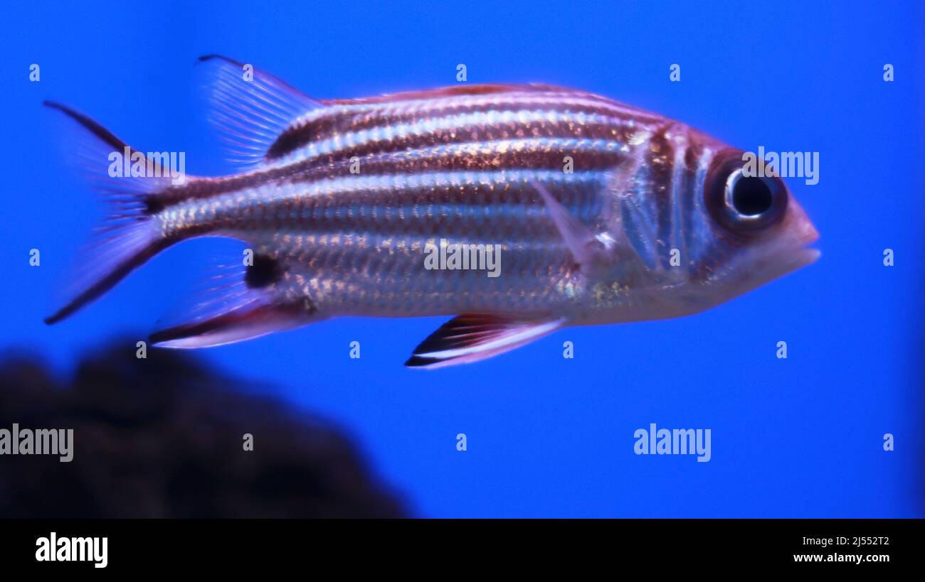 Pink stripped aquarium fish in the tank Stock Photo - Alamy