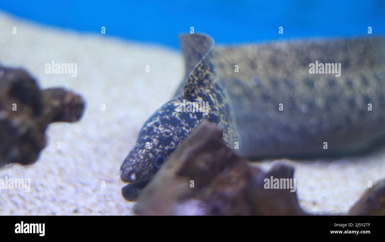 Maldives red moray eel hi-res stock photography and images - Alamy