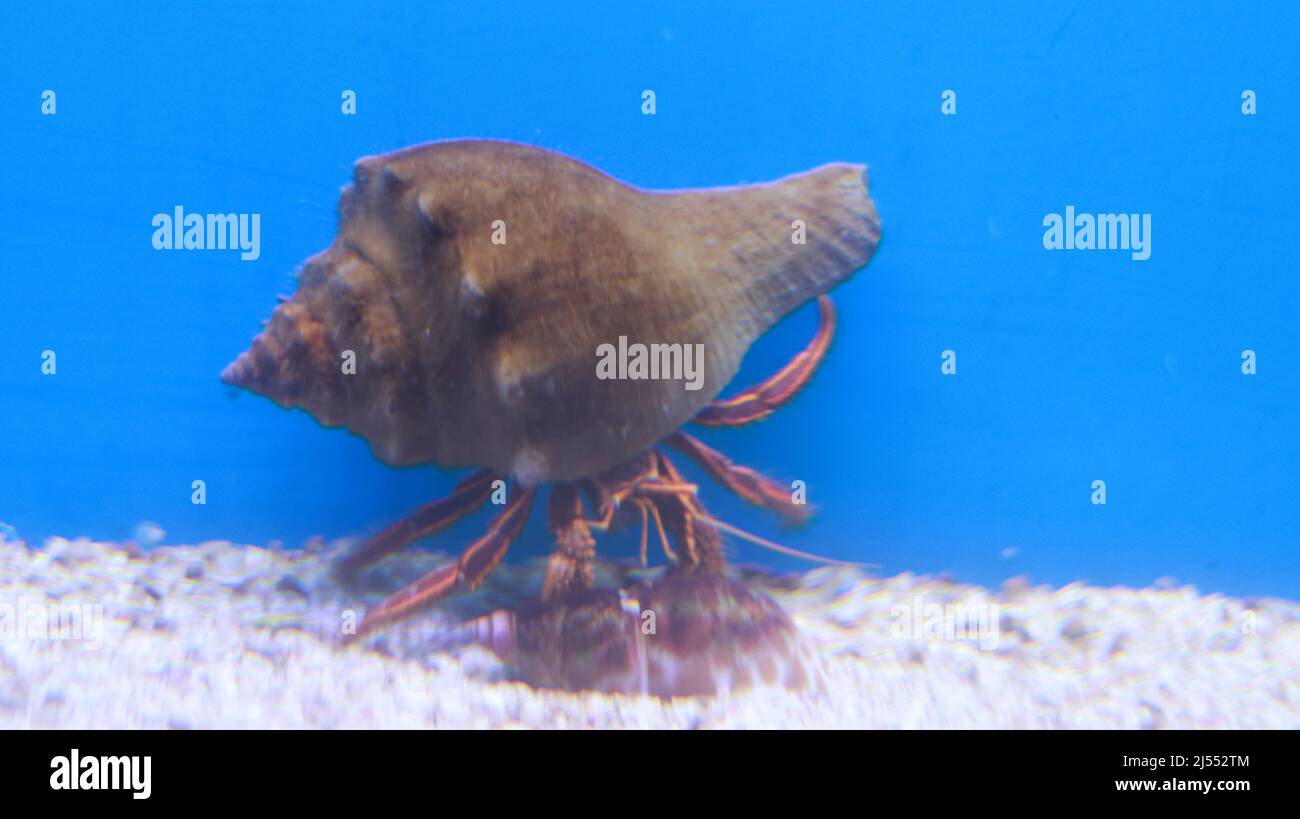 Shell fish, aquarium fish Stock Photo - Alamy