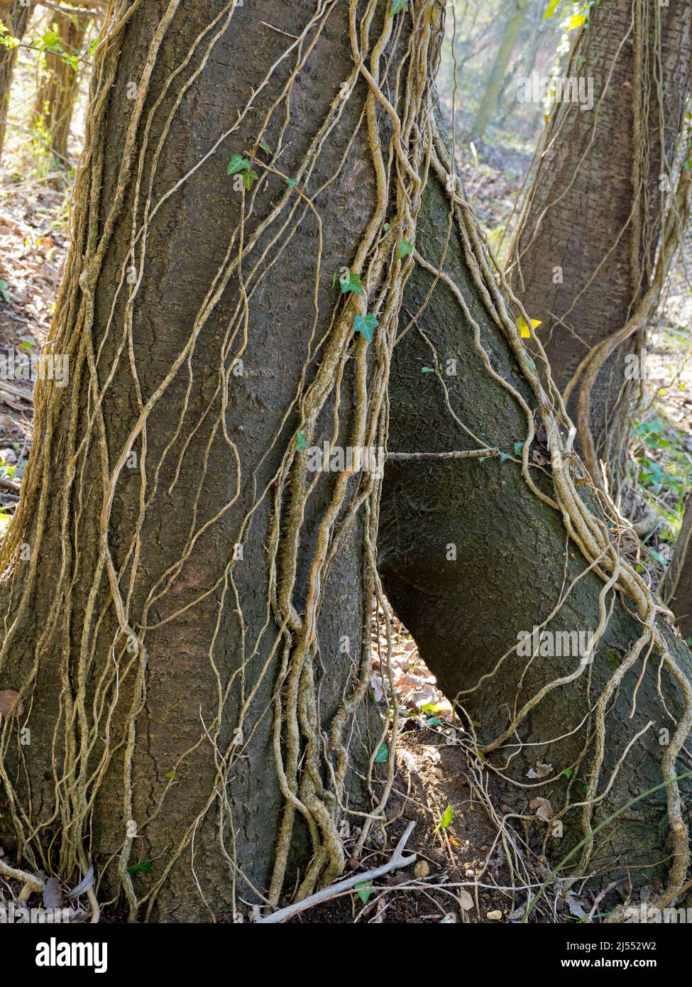 This tree covered by Ivy tendrils by Radley Lakes seems to be telling ...