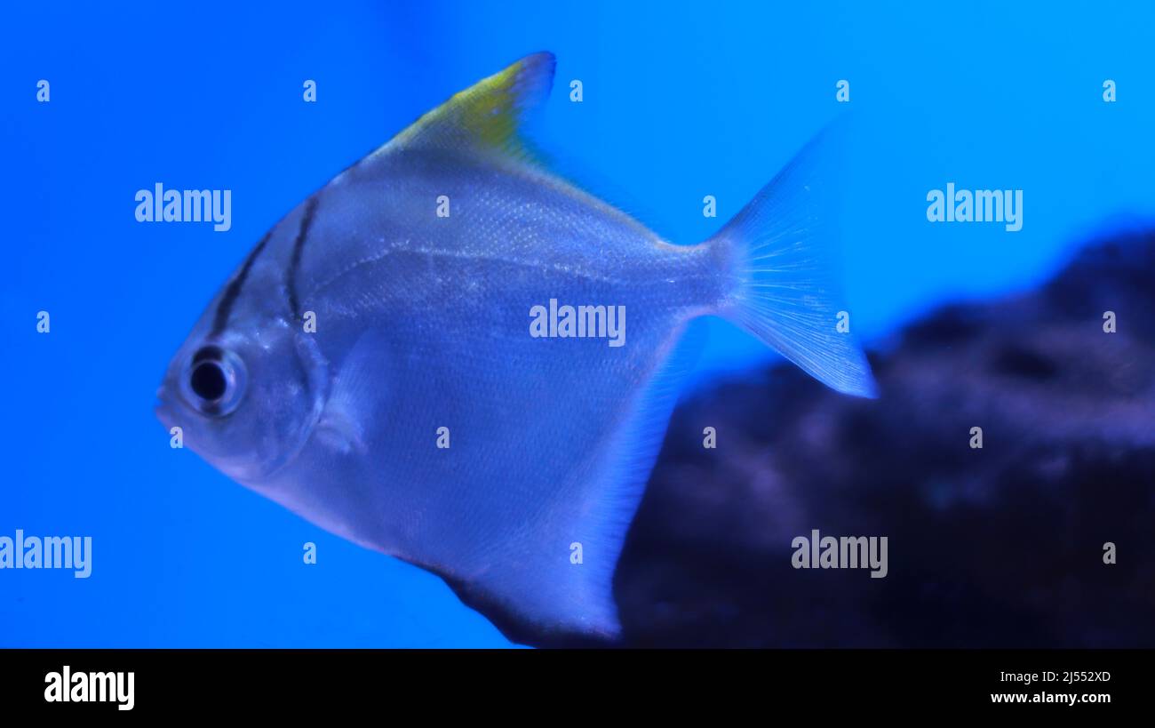 Silverfish close up hi-res stock photography and images - Alamy