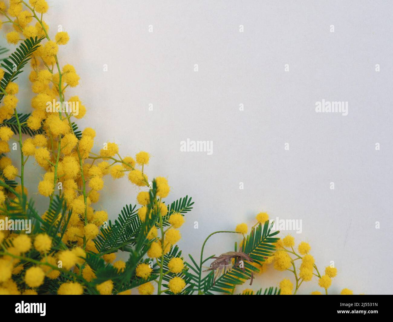 mimosa aka silver wattle scientific name Acacia dealbata yellow flower ...