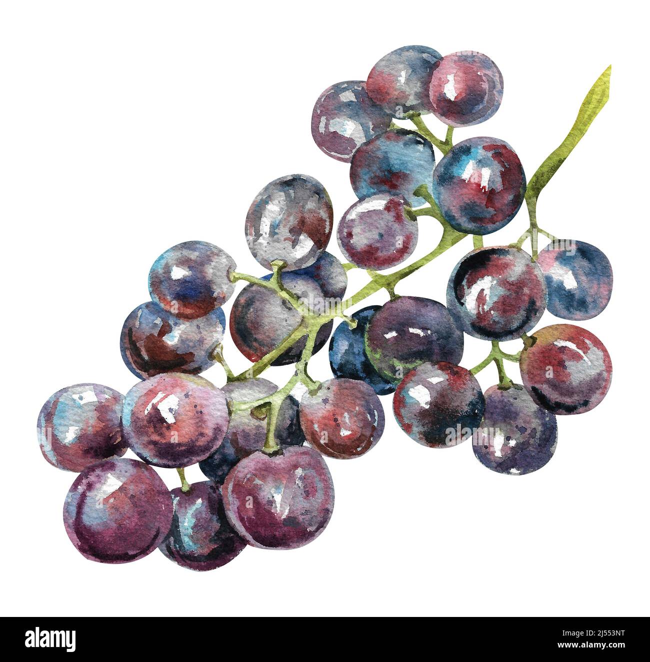 Watercolor bunch of dark grapes. Grapevine with ripe juicy grapes Stock ...