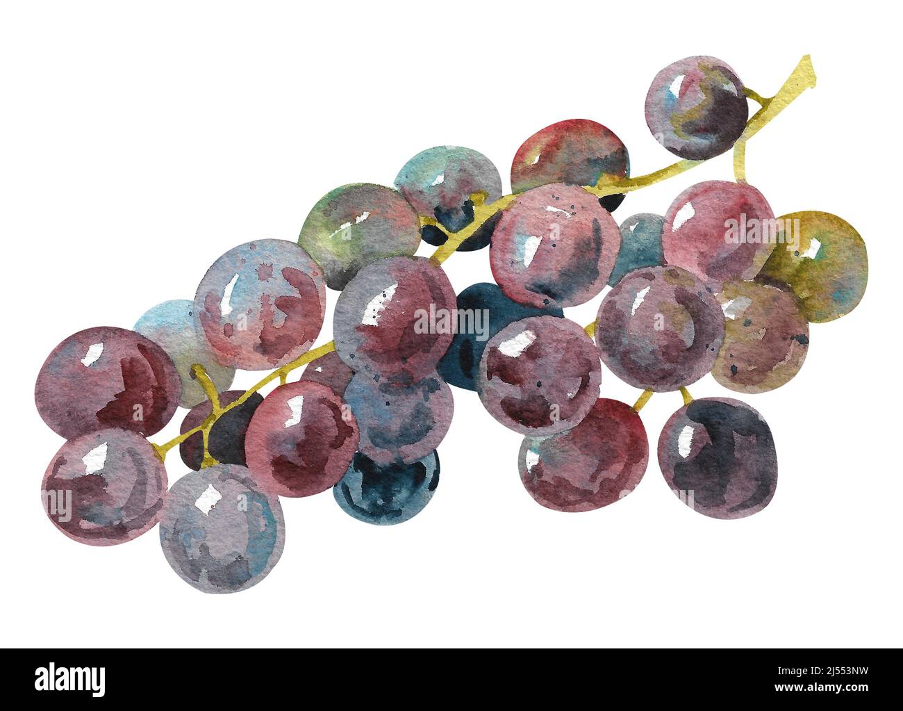 Watercolor bunch of dark grapes. Grapevine with ripe juicy grapes Stock ...