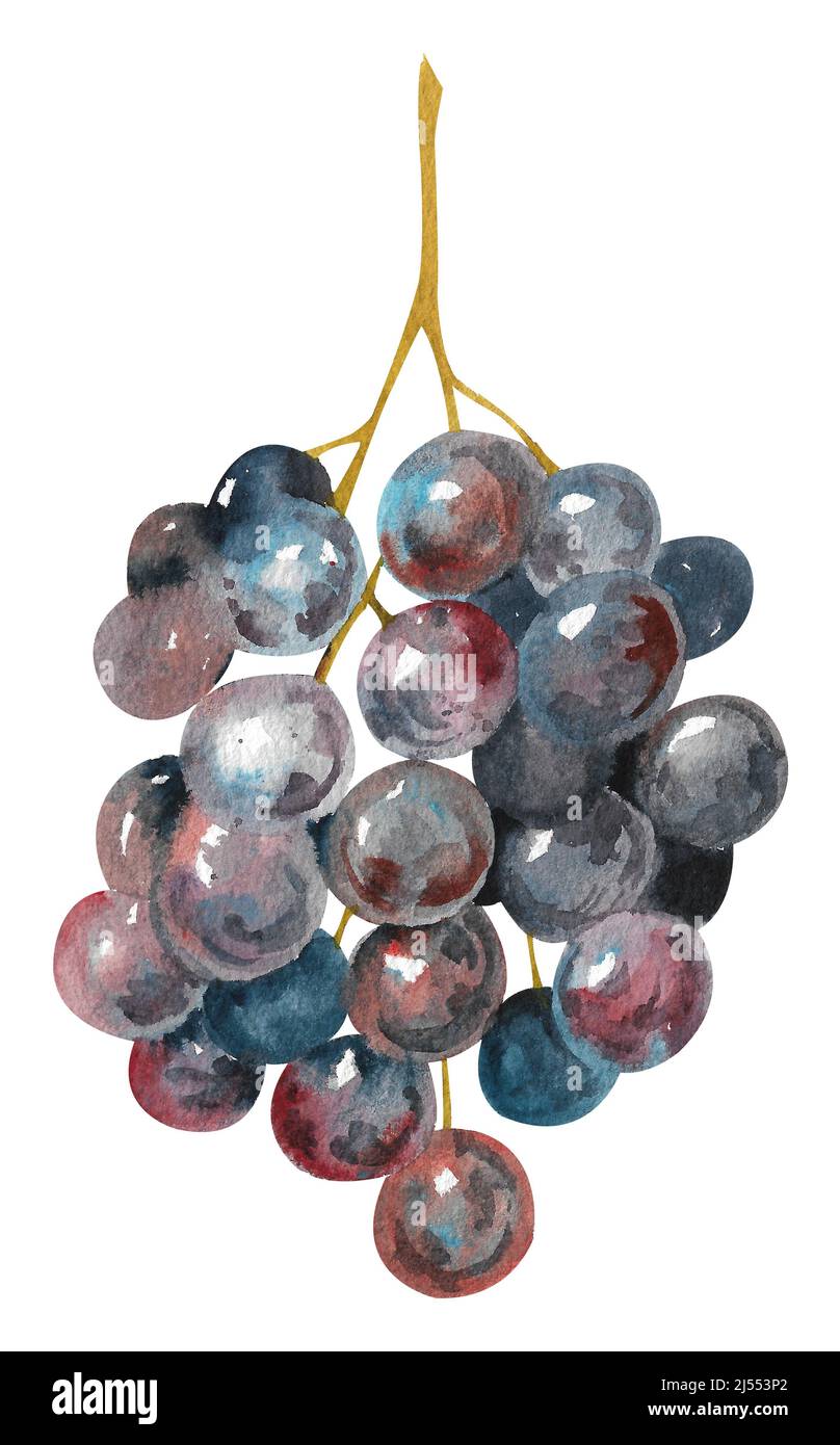 Watercolor bunch of dark grapes. Grapevine with ripe juicy grapes Stock ...