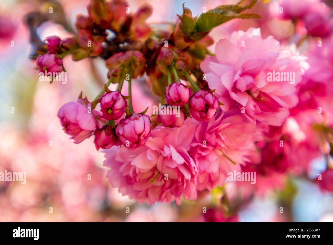 Journey of discovery to the Far East in the Japanese Garden of Bad ...