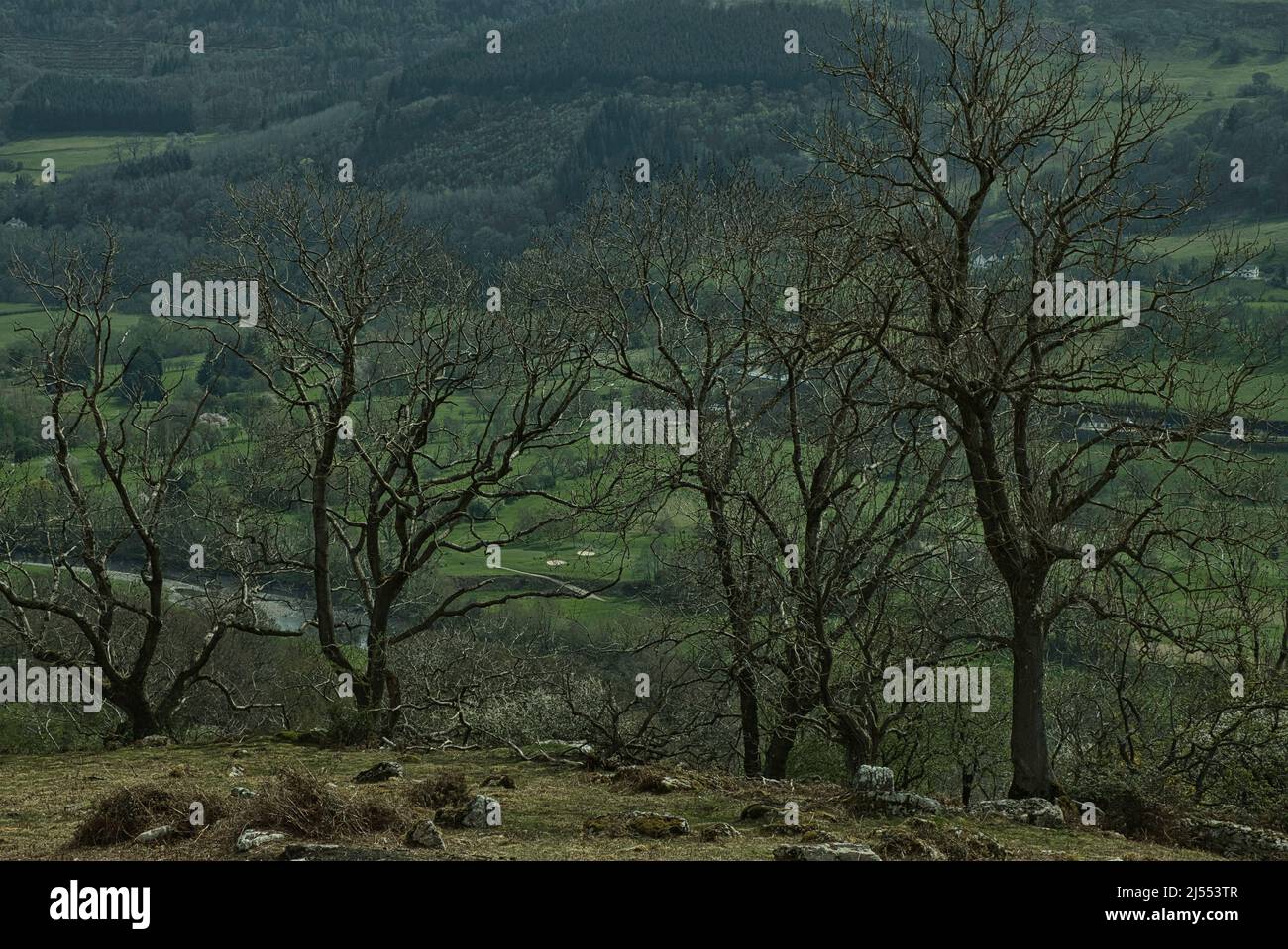 Four trees mask the River Dee in the Llangollen Valley in Wales in ...