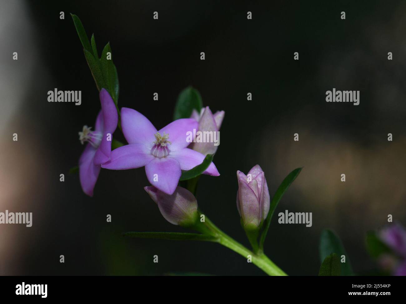Close up of the star shaped pink flowers of the Australian native ...