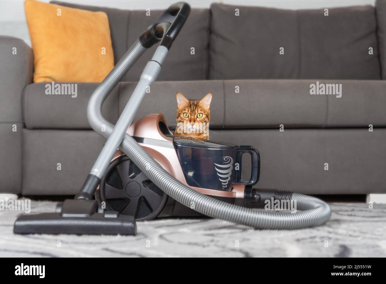 Vacuum the cat hi-res stock photography and images - Alamy