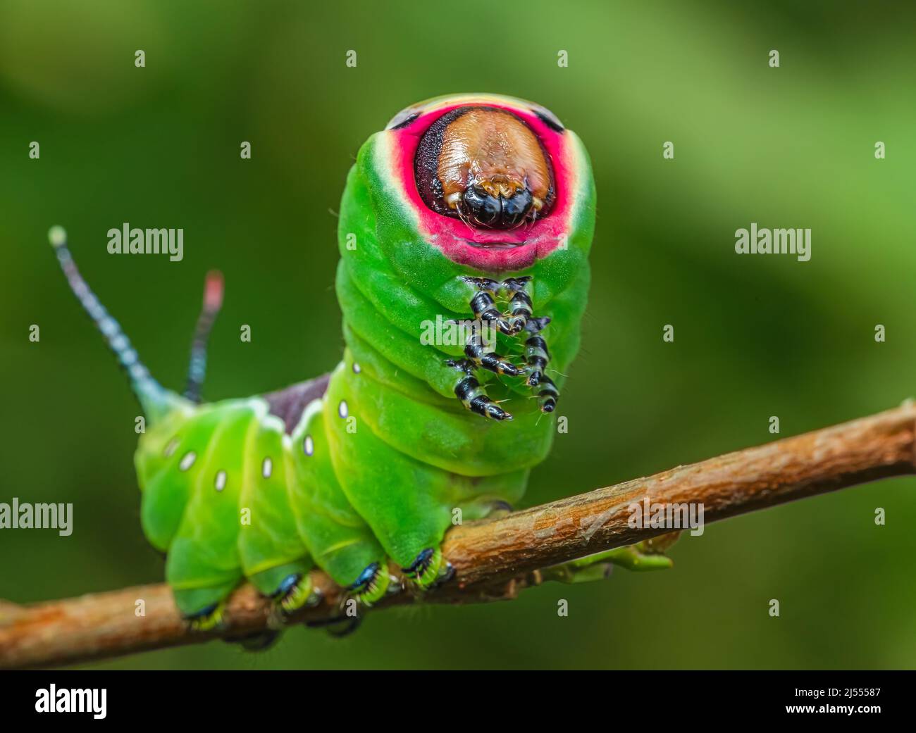 Beautiful caterpillar in a frightening pose, unique animal behaviour ...