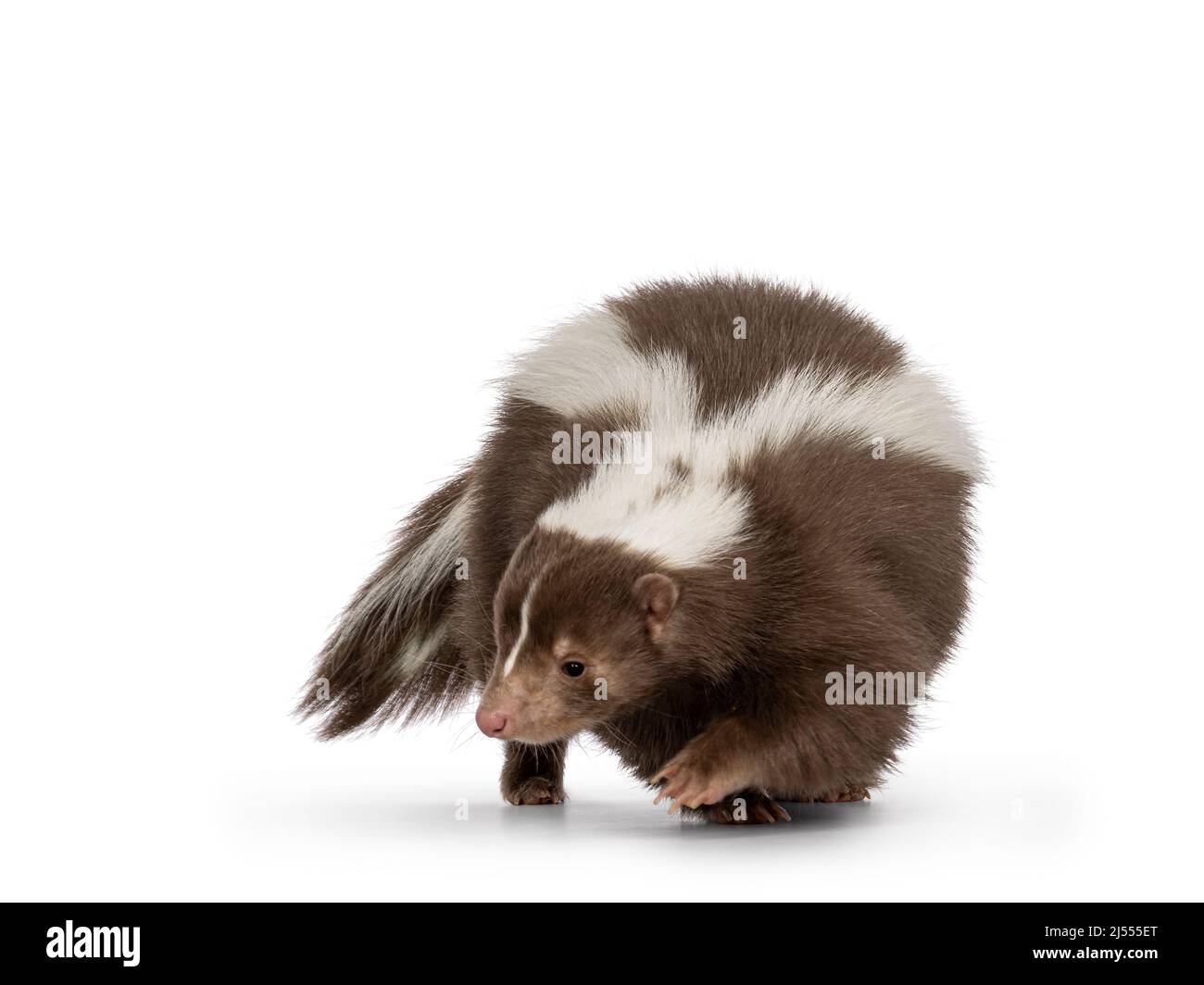 Cute classic brown with white stripe young skunk aka Mephitis mephitis ...