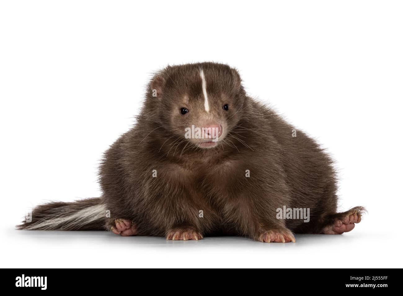 Cute classic brown with white stripe young skunk aka Mephitis mephitis ...