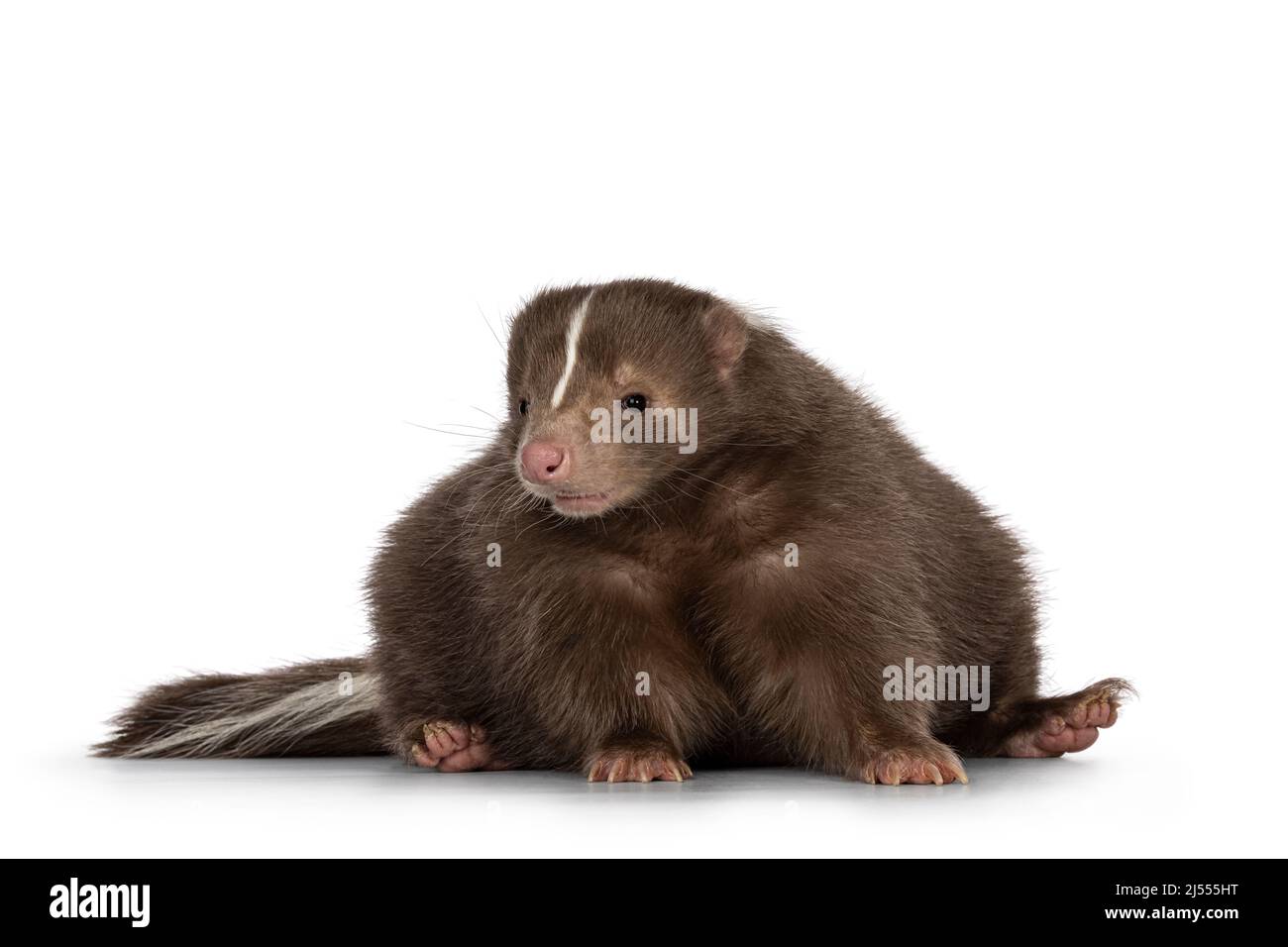 Cute classic brown with white stripe young skunk aka Mephitis mephitis ...