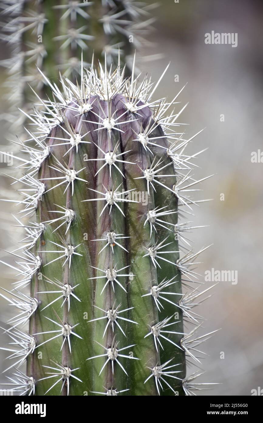 Terrific prickly cactus with sharp spiked thorns along it in the desert ...