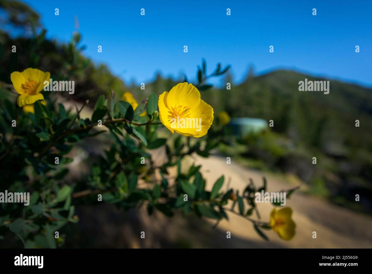 Chamise chaparral hi-res stock photography and images - Alamy