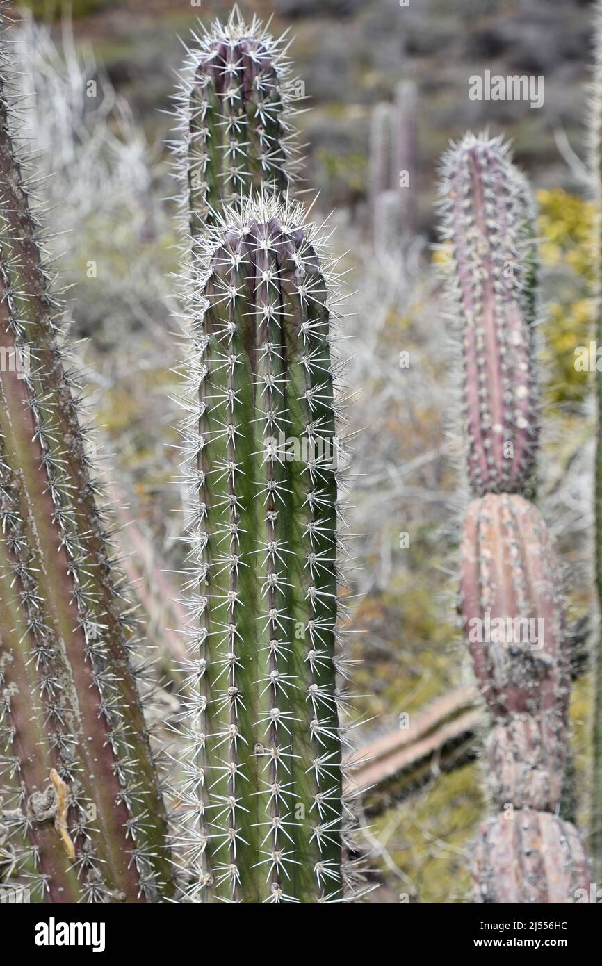 Cactus with symmetrical thorns along a spine in the rural Aruban desert ...