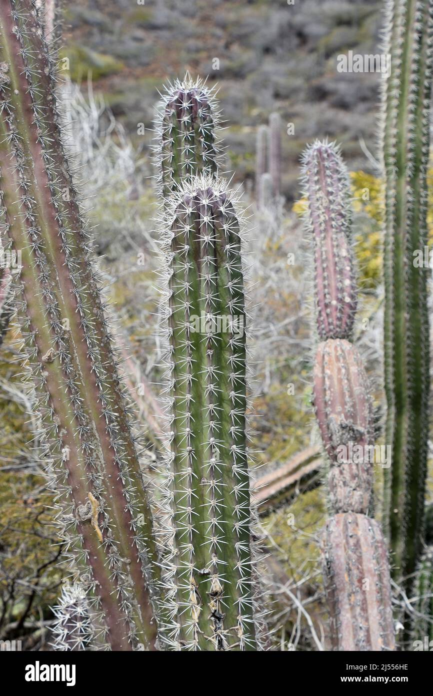 Thorns with spikes along a cacti in the rugged landscape of Aruba Stock Photo - Alamy