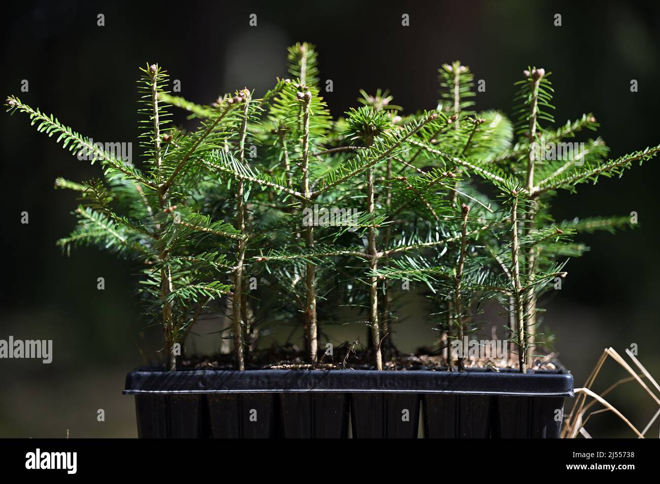Oberhof, Germany. 20th Apr, 2022. Small silver firs are ready for a tree planting campaign by ...