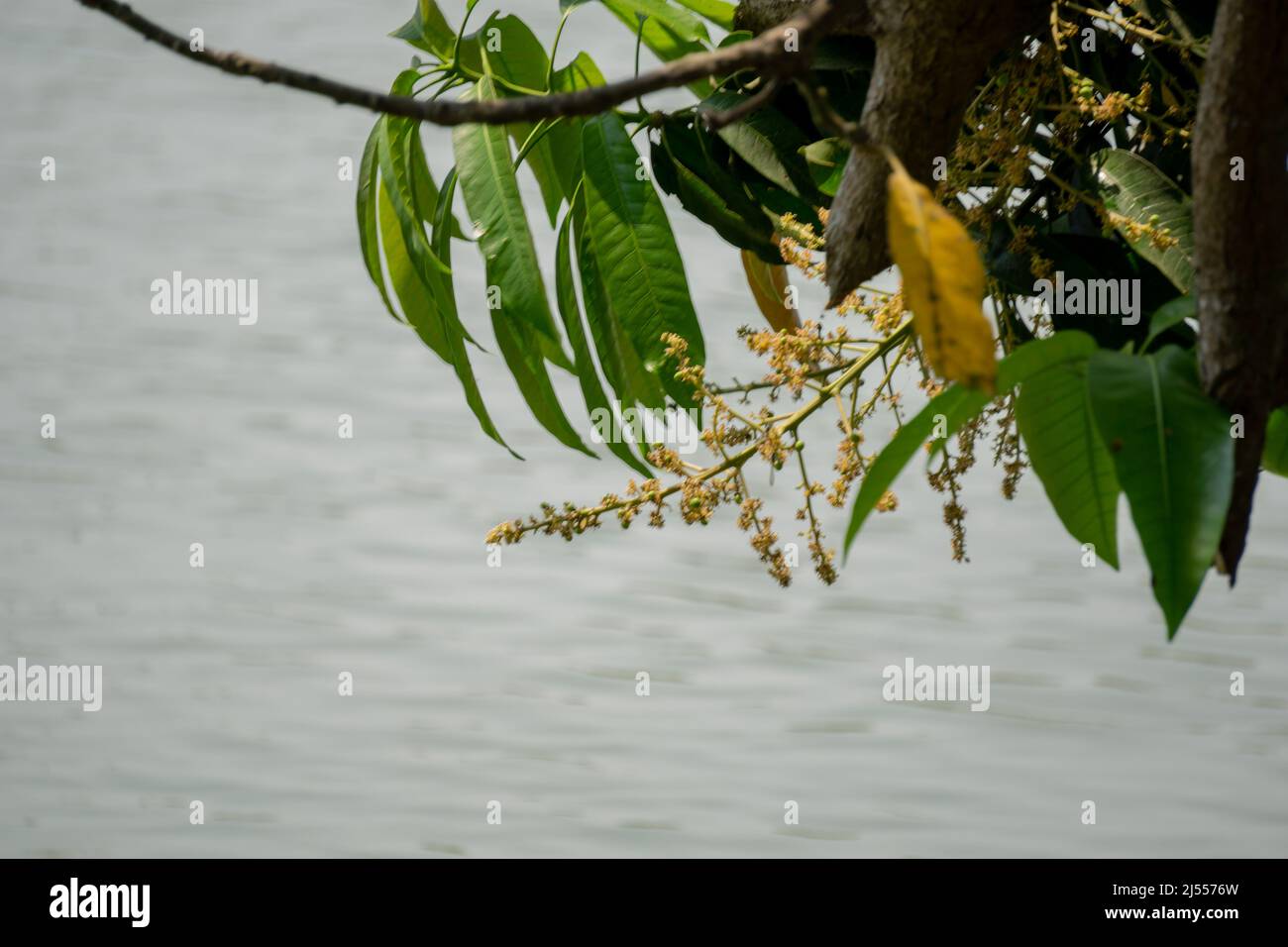 Mango buds are hanging on the clear water of the pond. Mango buds are ...