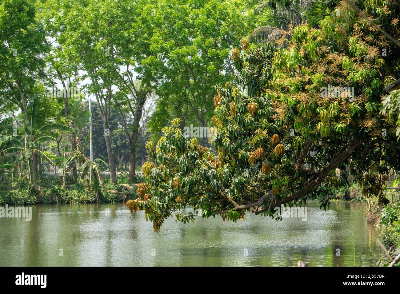 Mango buds full of trees are hanging in the clear water of the pond ...