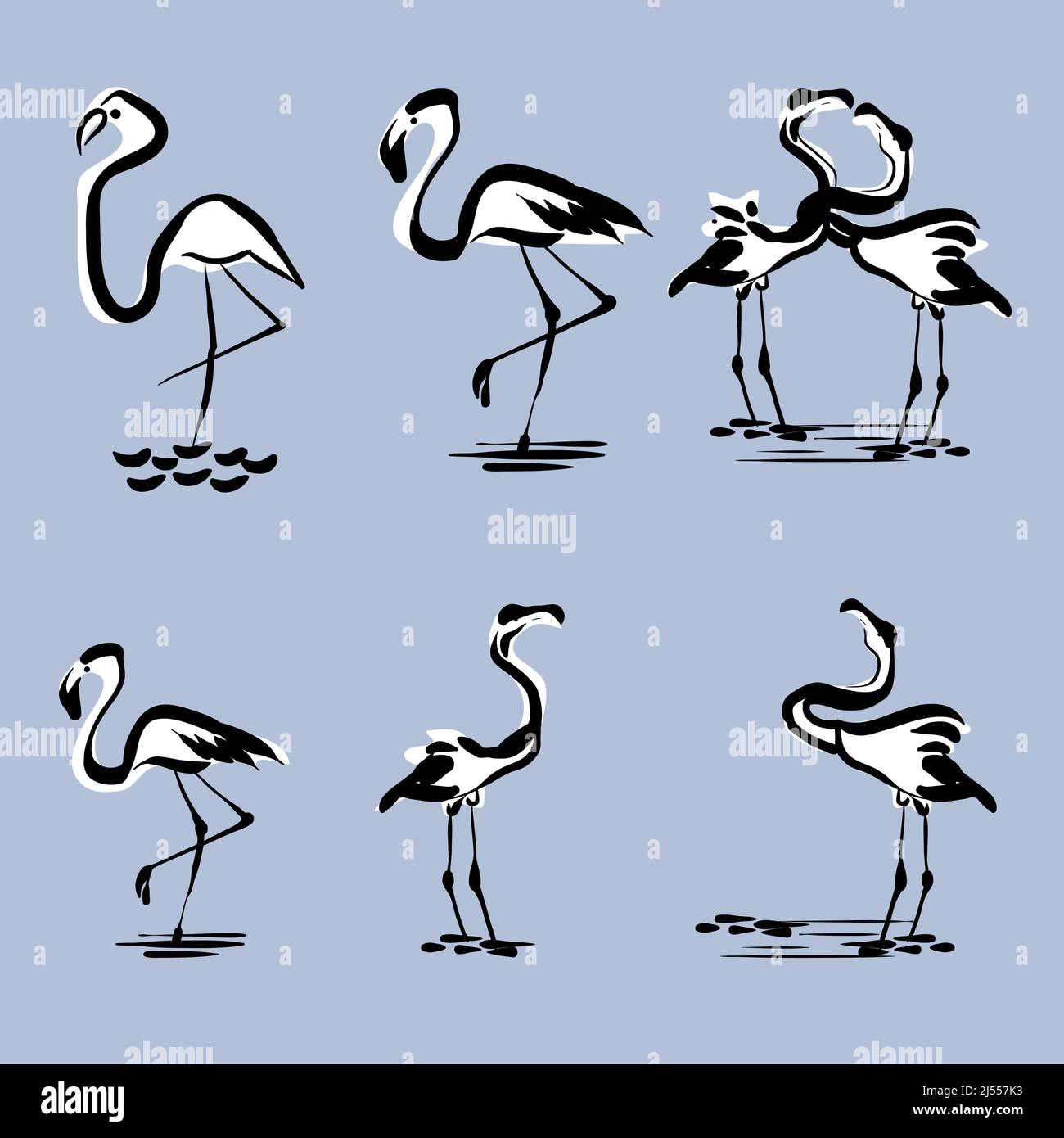 Flamingo Birds Poses vector illustration isolated Stock Vector Image ...